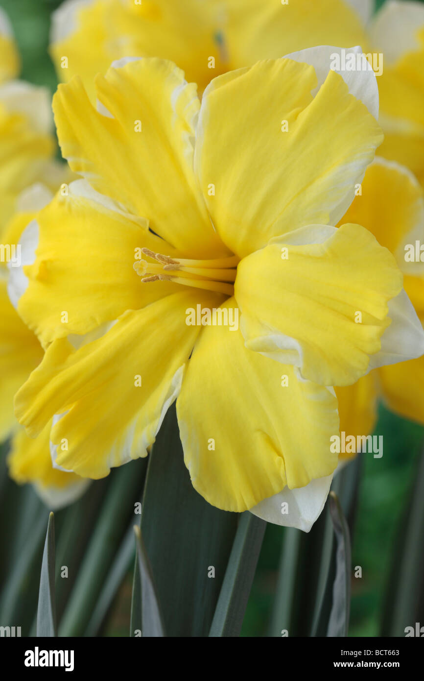 Narcissus 'Cassata' (Daffodil) Div.11a Split corona: Collar Stock Photo ...