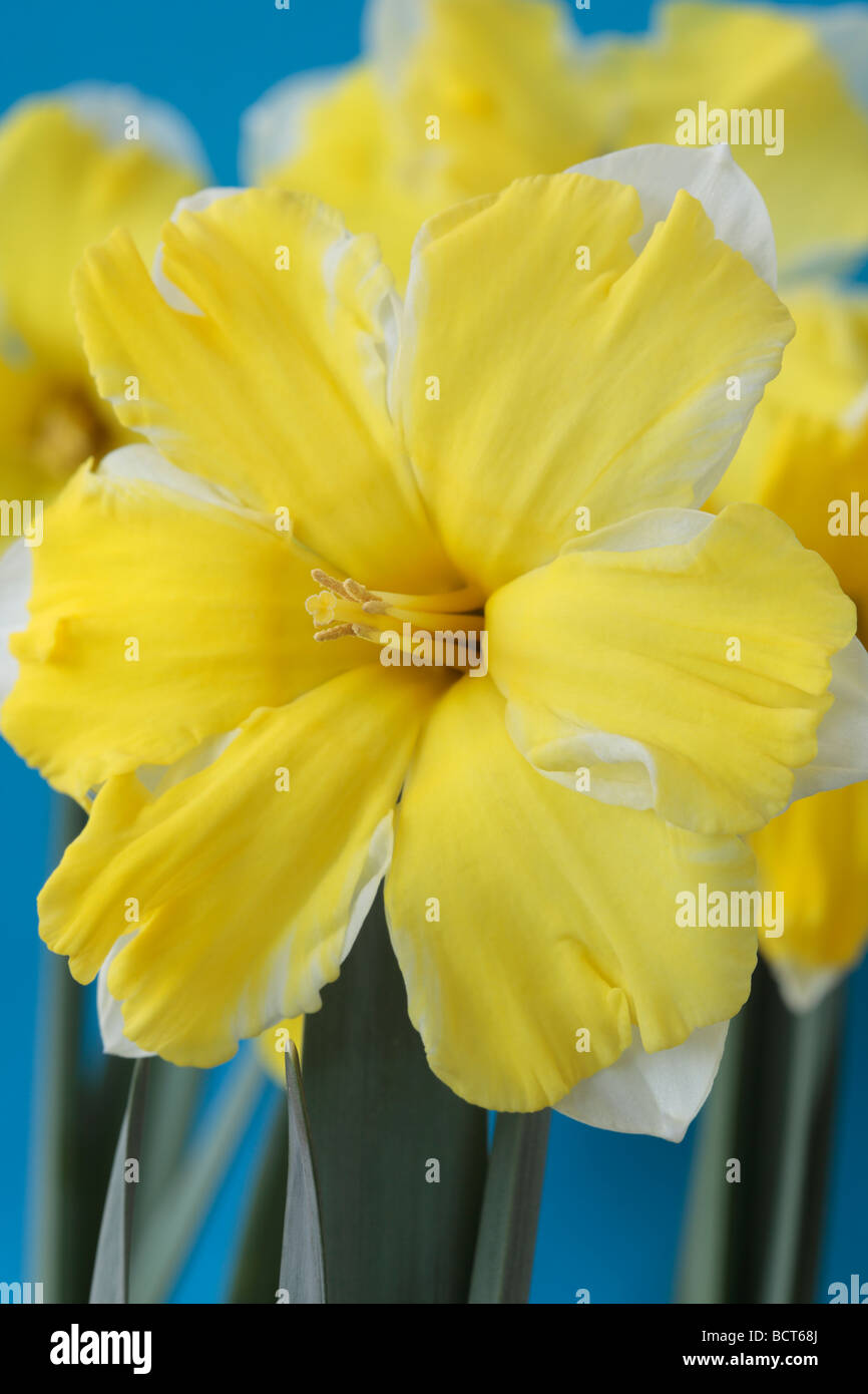 Narcissus 'Cassata' (Daffodil) Div.11a Split corona: Collar Stock Photo ...