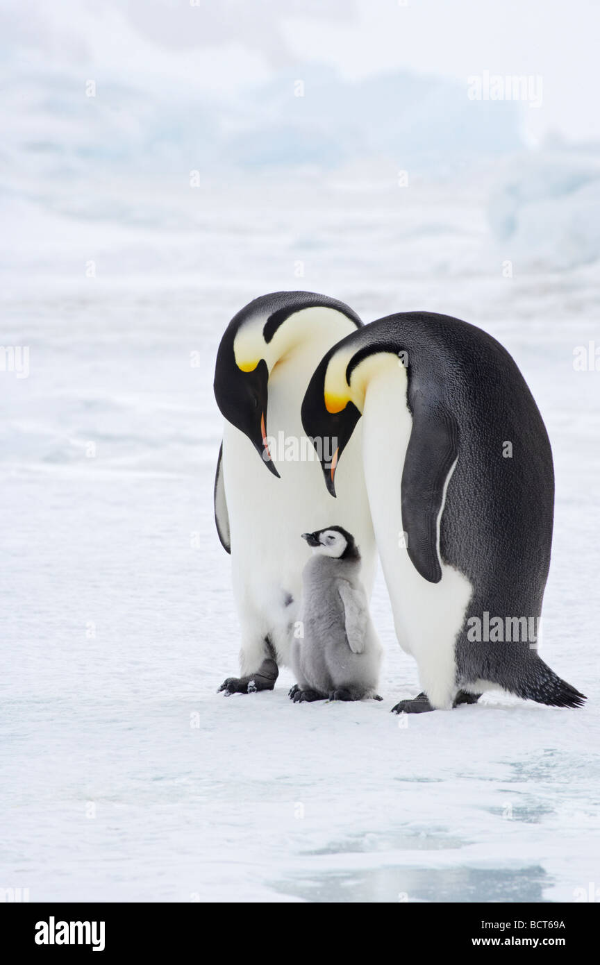 Hill ice pair hi-res stock photography and images - Alamy