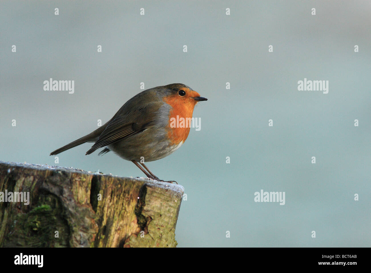 Robin sitting on a log hi-res stock photography and images - Alamy
