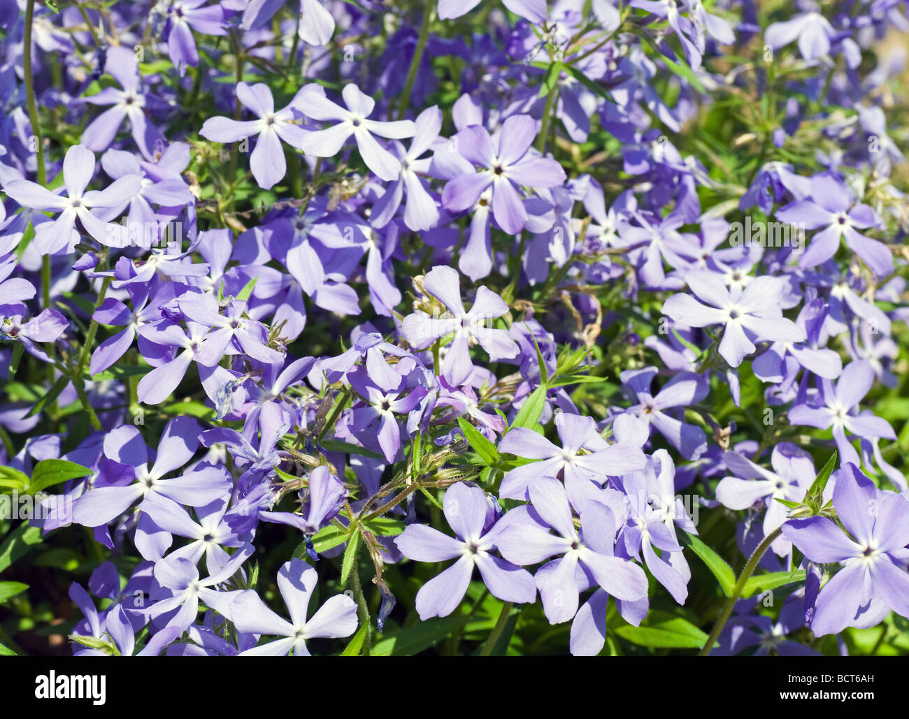 Plants of periwinkle with flowers (spring background Stock Photo - Alamy