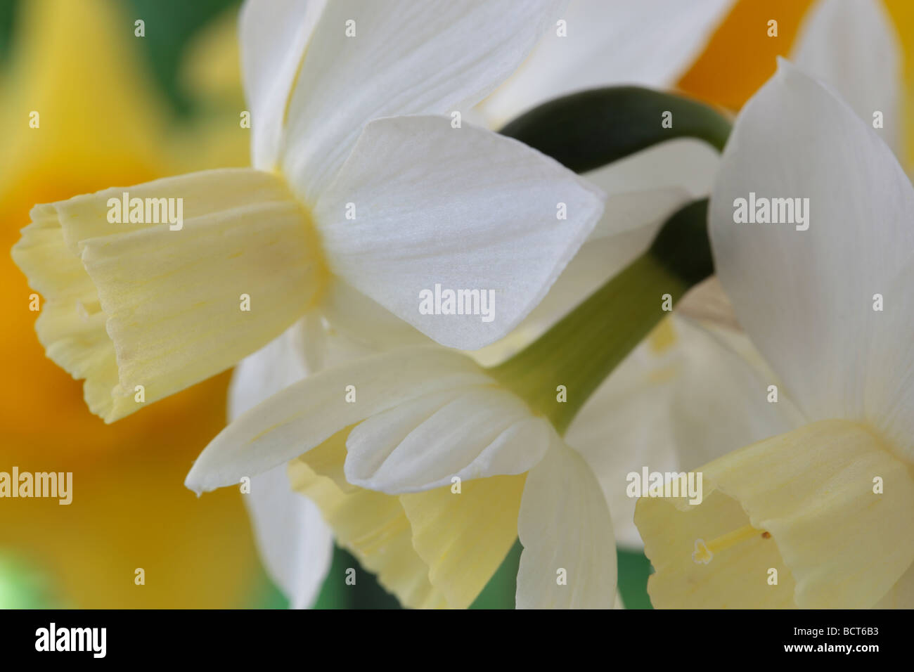 Division 7 jonquilla daffodils hi-res stock photography and images - Alamy