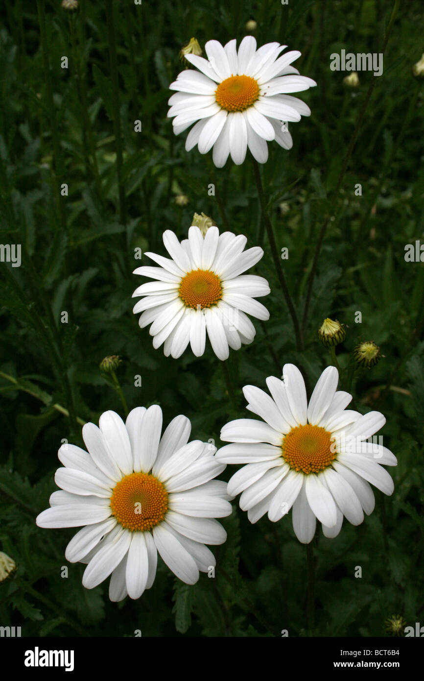 Ox eye leucanthemum vulgare urban hi-res stock photography and images ...