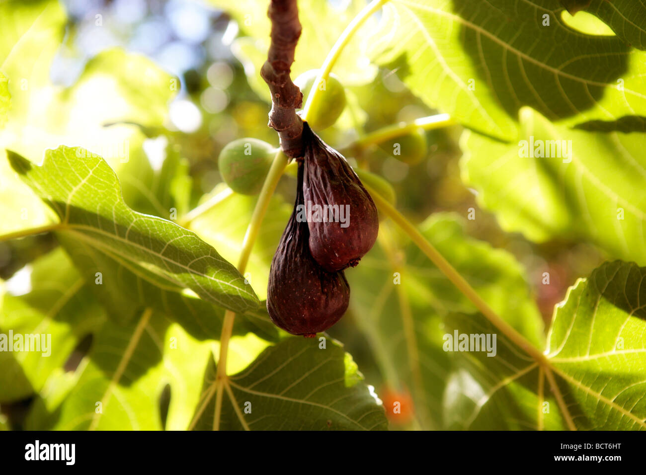 Ripe spanish figs on a tree in Andalucia, Spain Stock Photo - Alamy