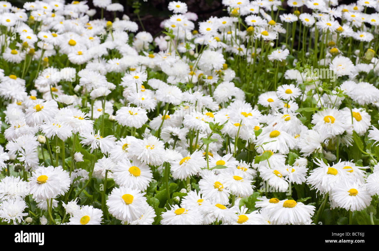 Plants of daisy with flowers (spring background Stock Photo - Alamy