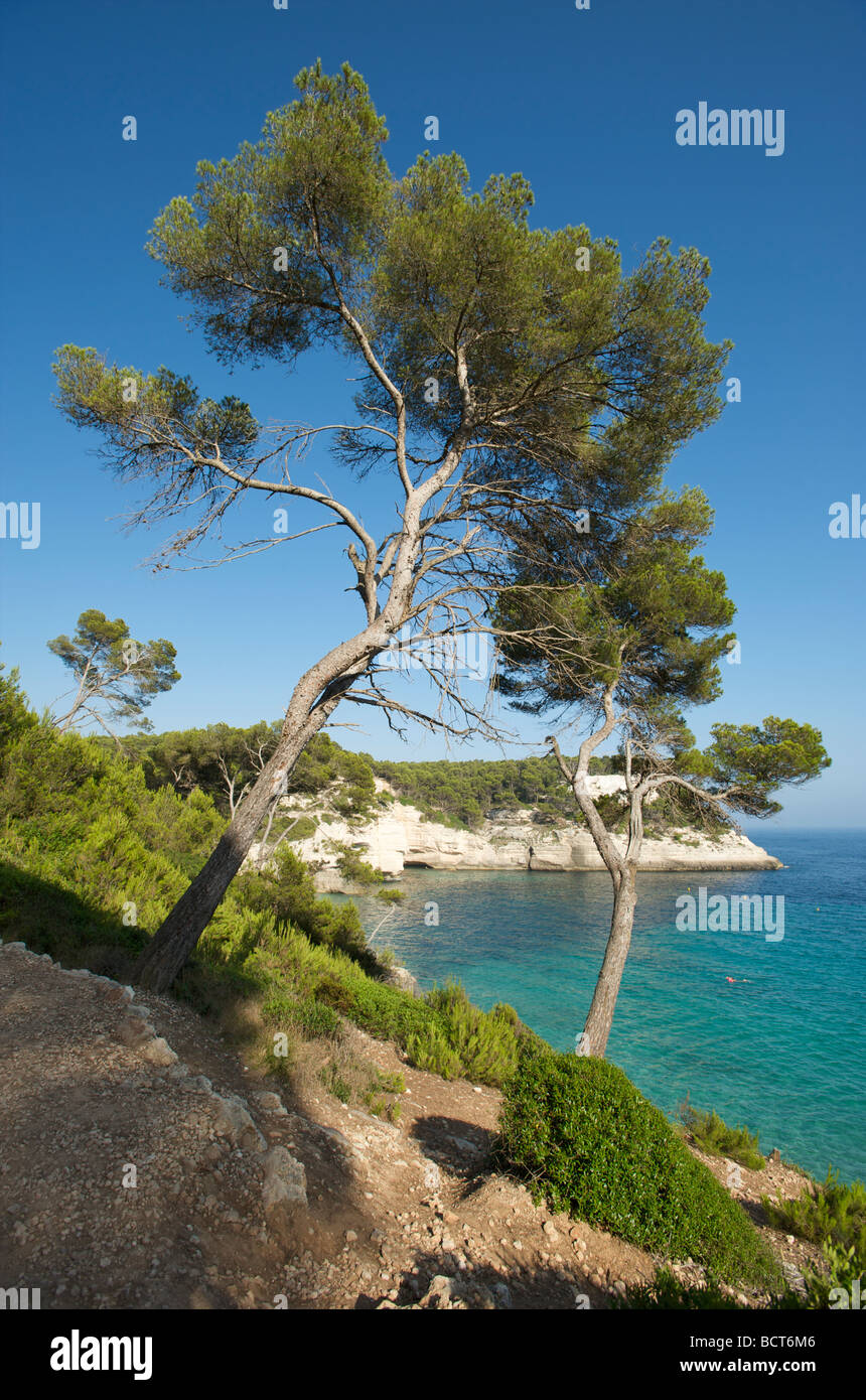Pine trees at mitjana hi-res stock photography and images - Alamy