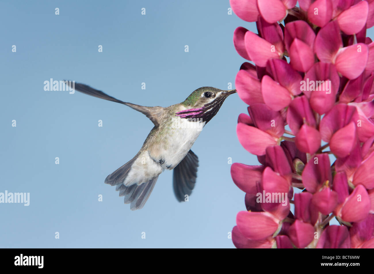 Calliope Hummingbird Male at Lupine flower Stellula calliope British ...