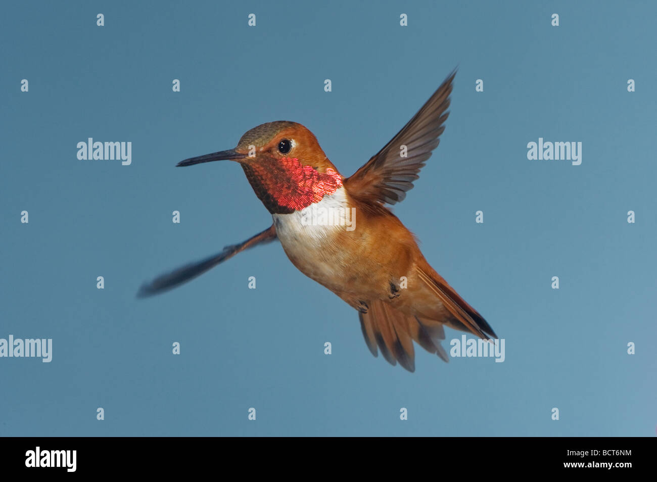 Rufous Hummingbird Male feeding at Kalanchoe flower Selasphorus rufus ...