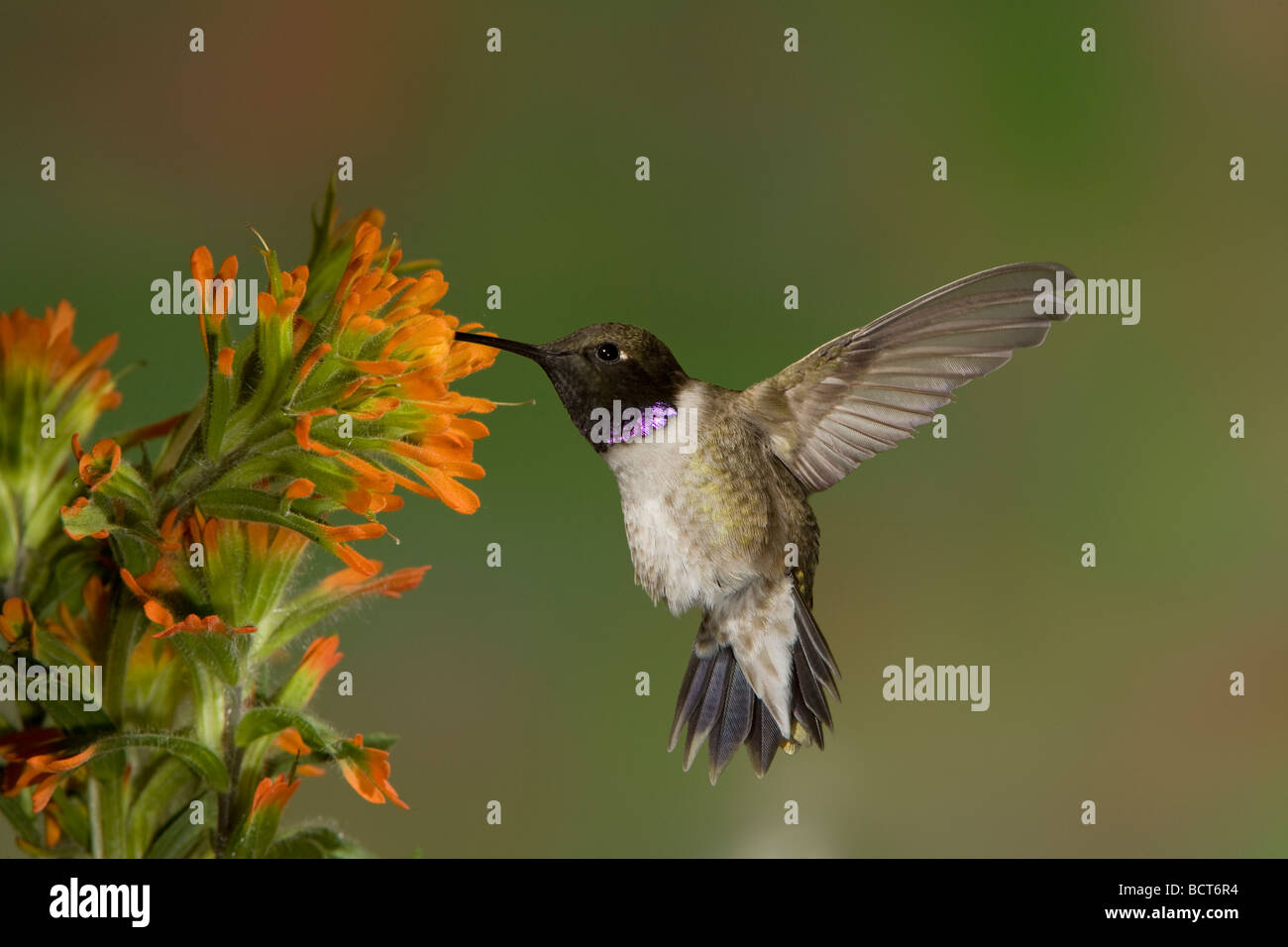 Black-chinned Hummingbird - Male at Indian Paintbrush flower ...