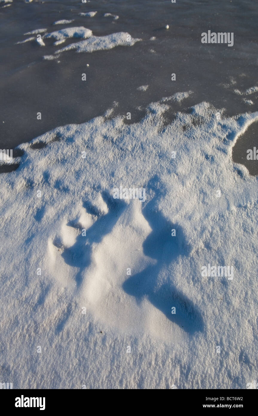 Polar bear footprint in snow Stock Photo - Alamy