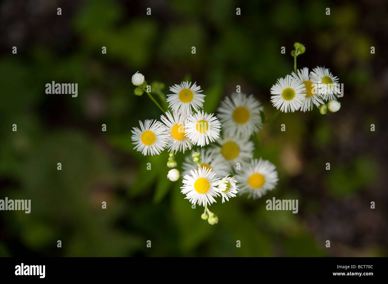 Beautiful like daisy flowers Stock Photo - Alamy