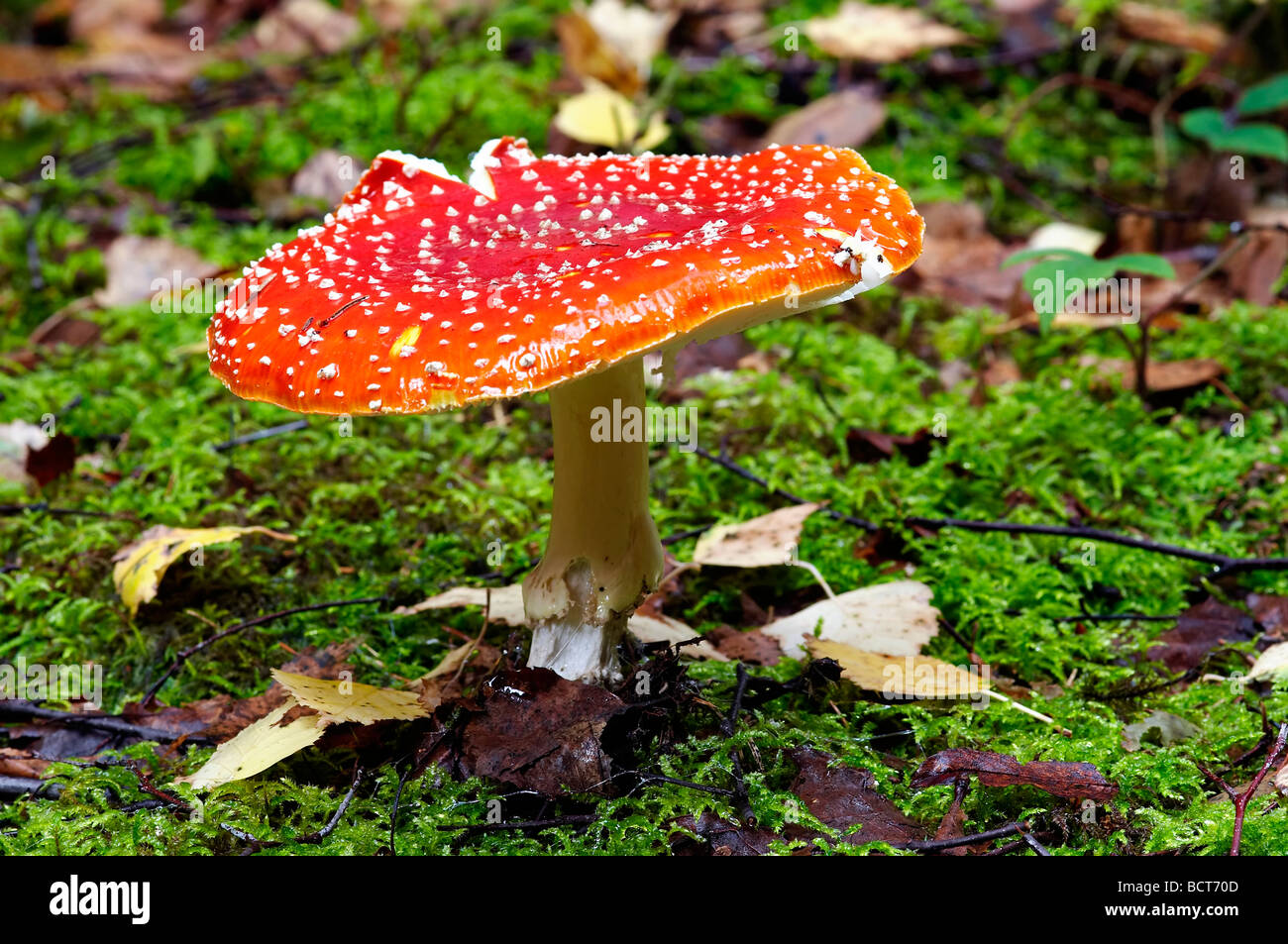 fly poison amanita - poisonous mushroom Stock Photo - Alamy
