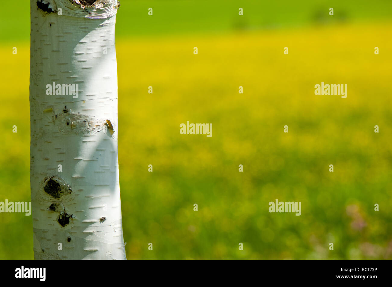 Silver Birch Trees White Bark High Resolution Stock Photography and ...