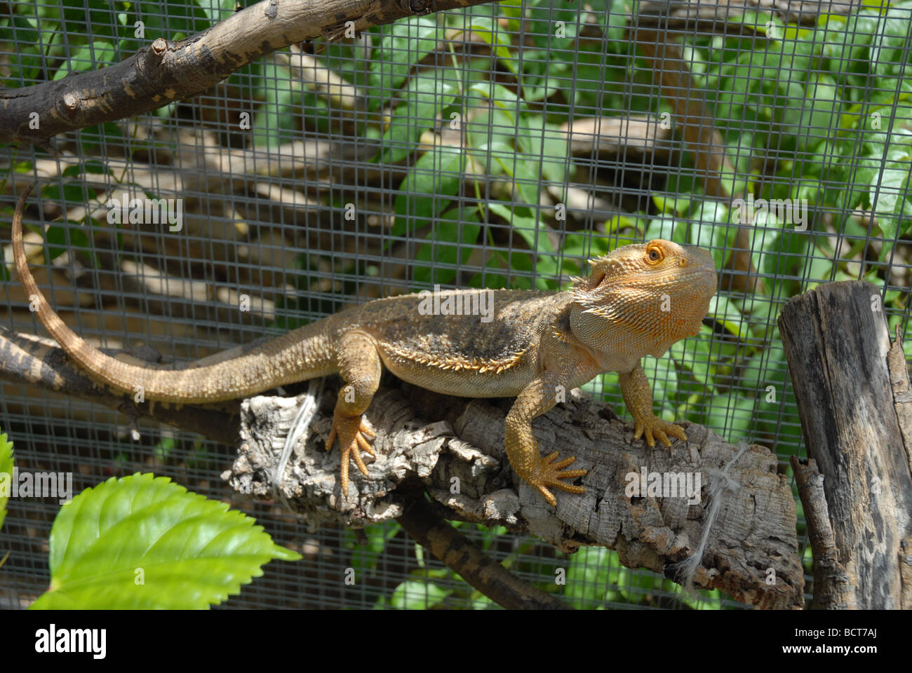 Bearded Dragon in captivity Stock Photo - Alamy