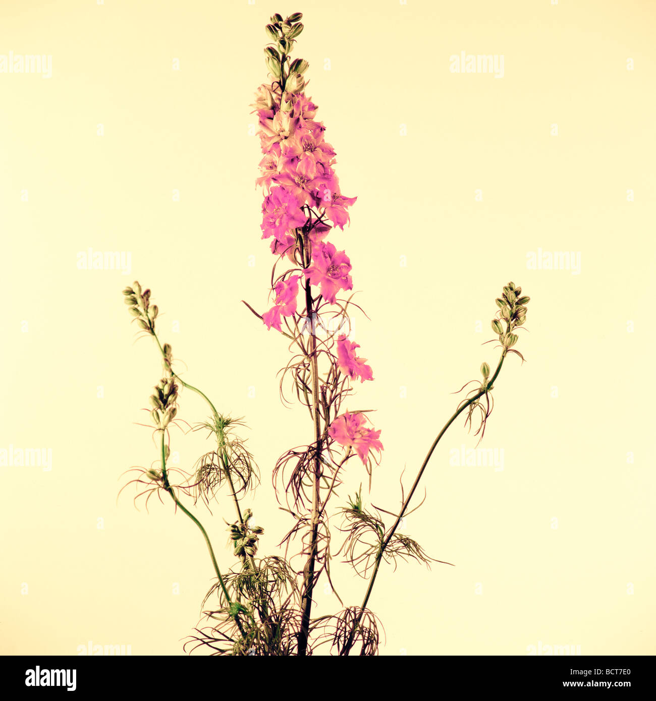 larkspur portrait on cream fine art photography Jane Ann Butler ...