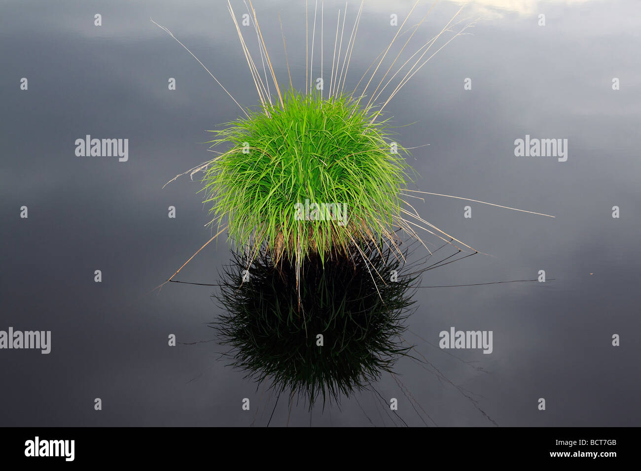 Clump of grass with reflection in a moor lake, nature reserve Pietzmoor ...