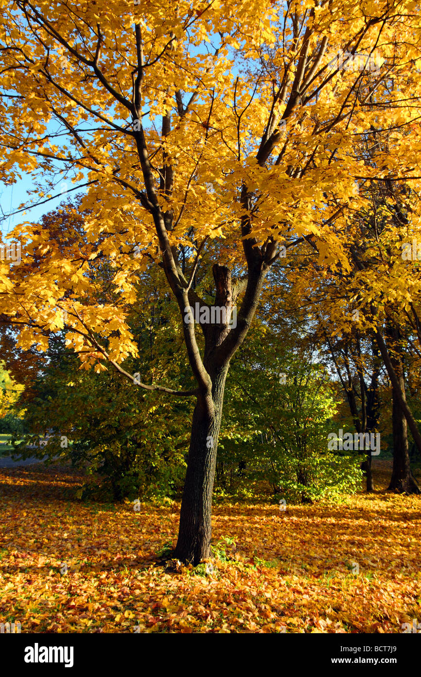 autumn yellow tree with falling leaves Stock Photo - Alamy
