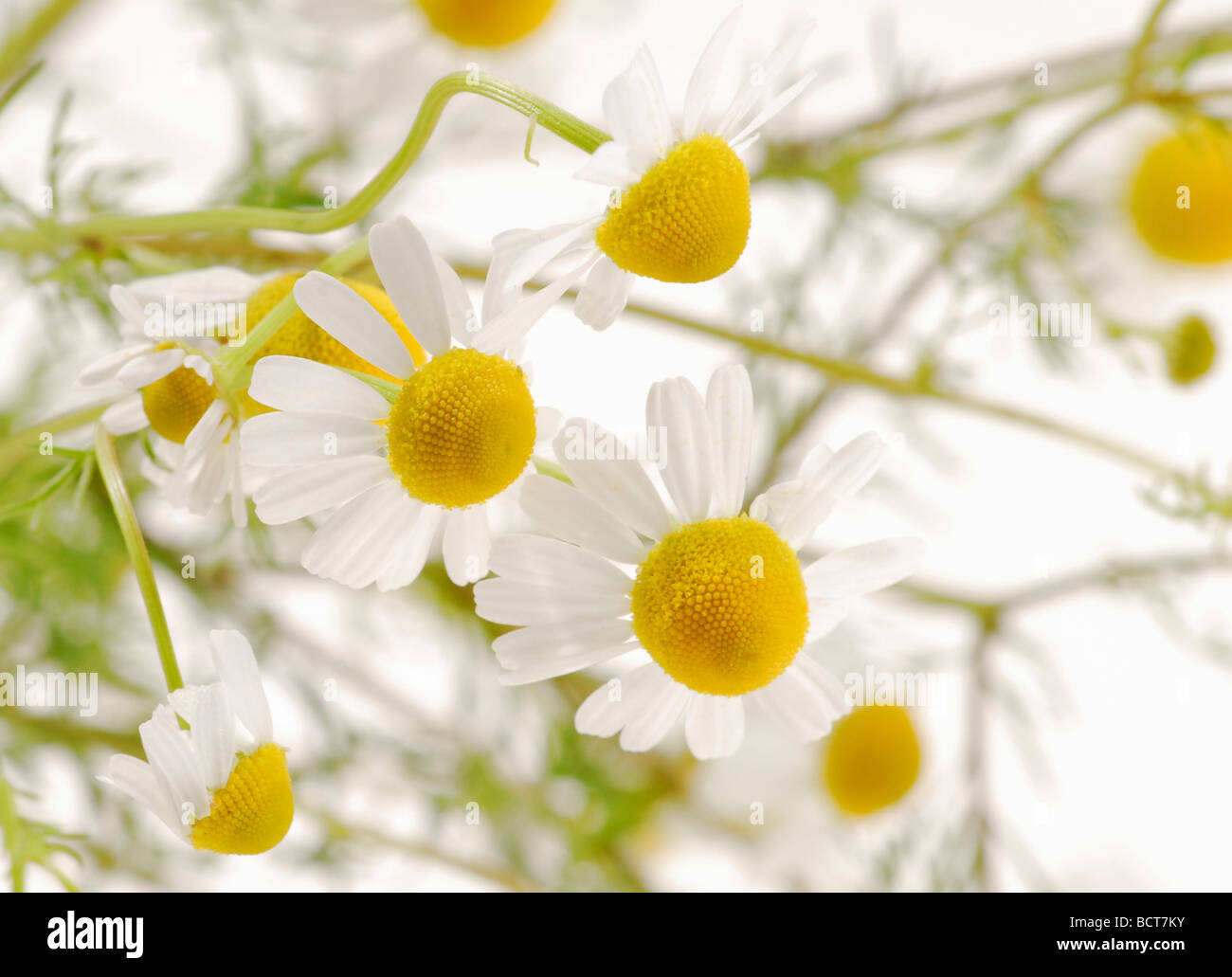 Matricaria recutita white flower yellow hi-res stock photography and ...