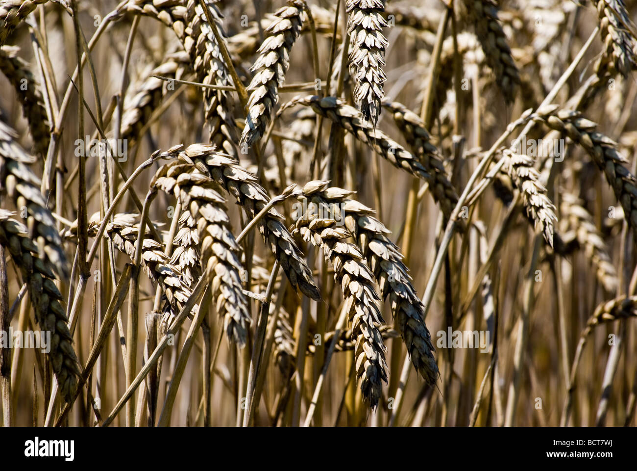 Crop fertility hi-res stock photography and images - Alamy