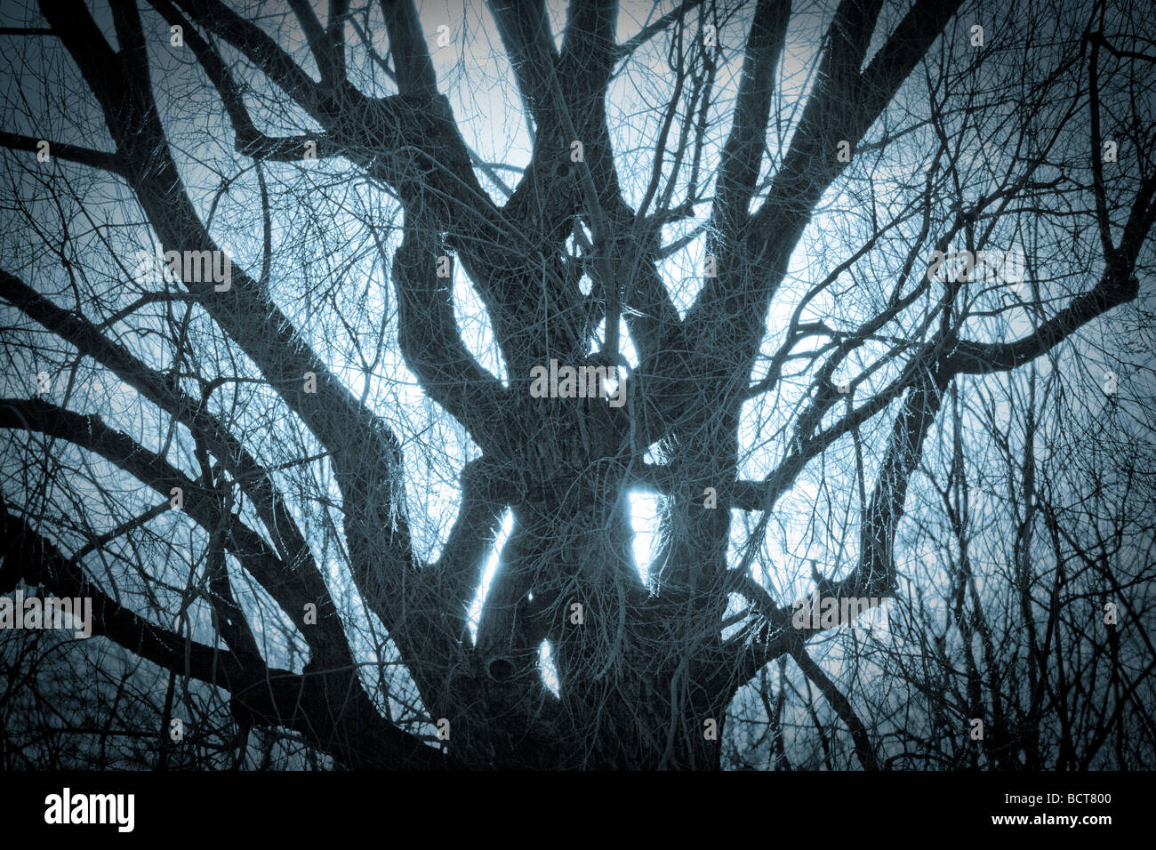 Abstract tree art hi-res stock photography and images - Alamy