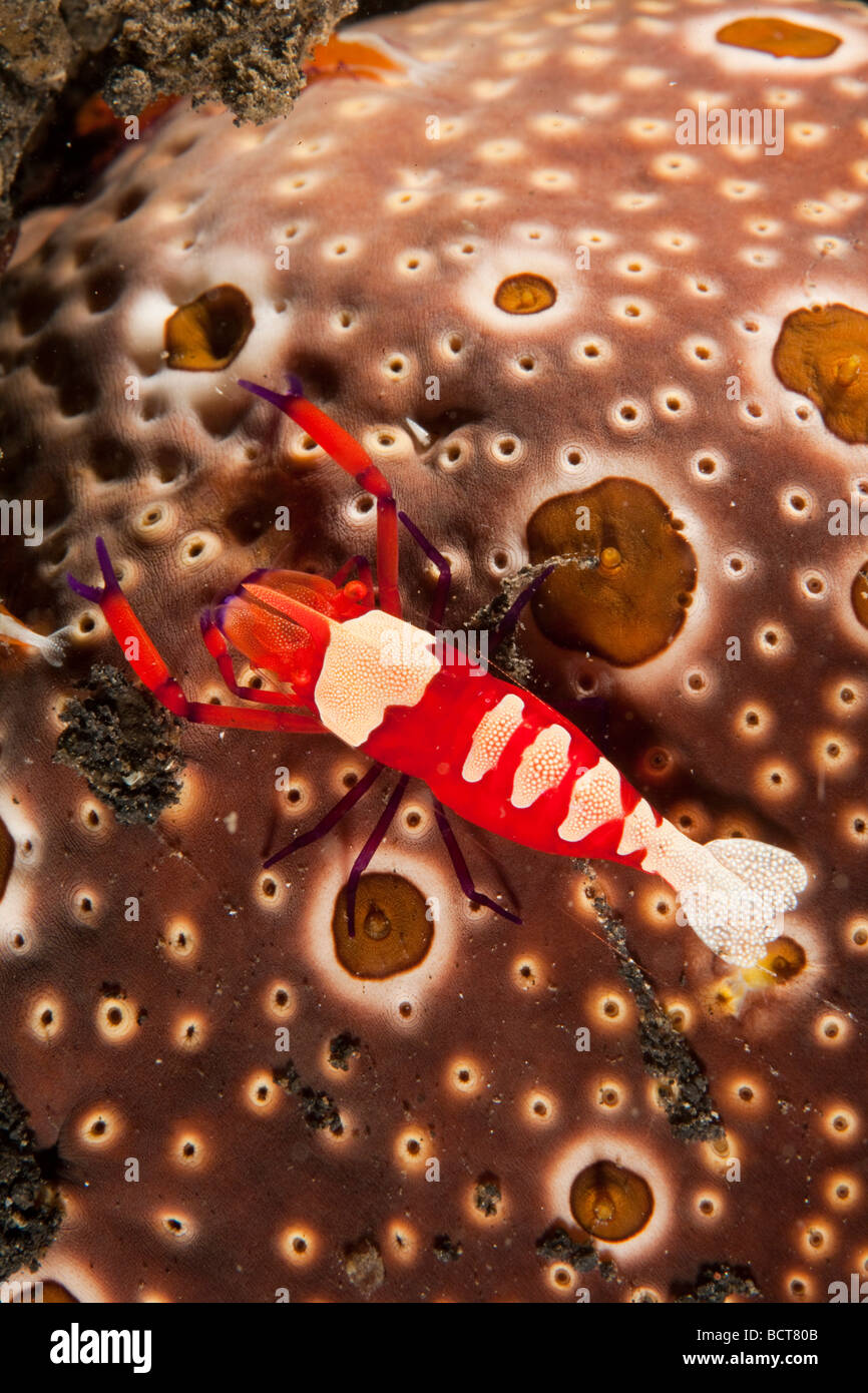 Imperator shrimp (Periclimenes imperator), on the back of a sea ...
