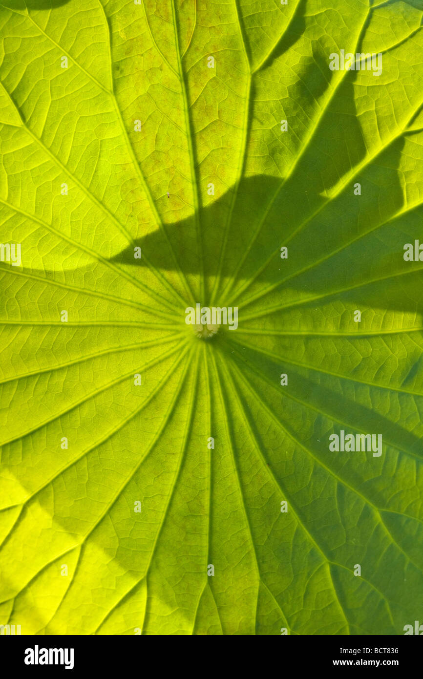 Radial leaf hi-res stock photography and images - Alamy