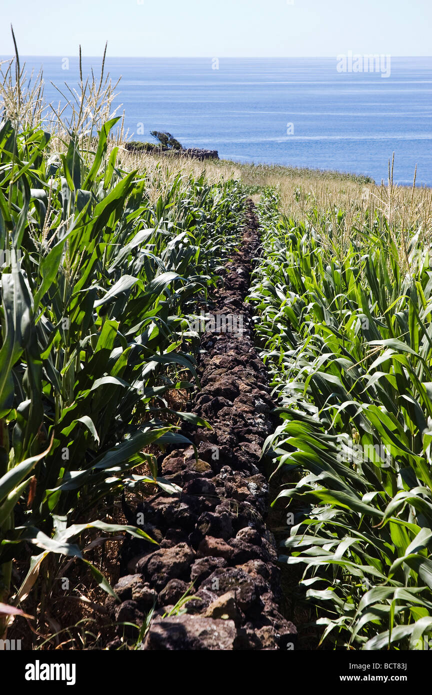 Lava stone wall in corn field by the sea Pico Island Azores Portugal ...