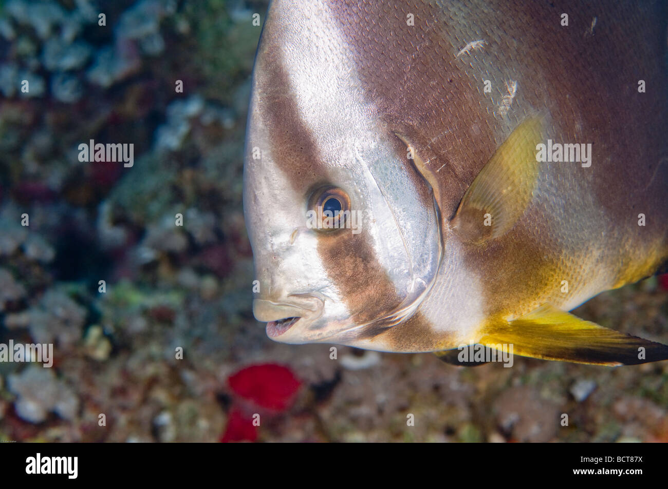 Close up of a Circular Spadefish or Batfish from the Red Sea area Stock ...