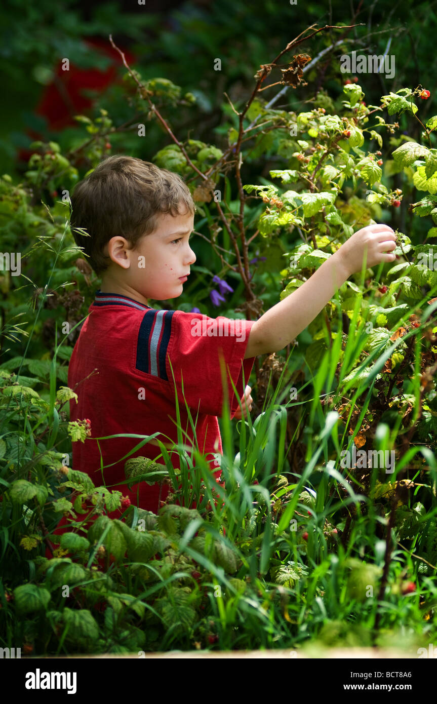 boy picking raspberries Stock Photo - Alamy