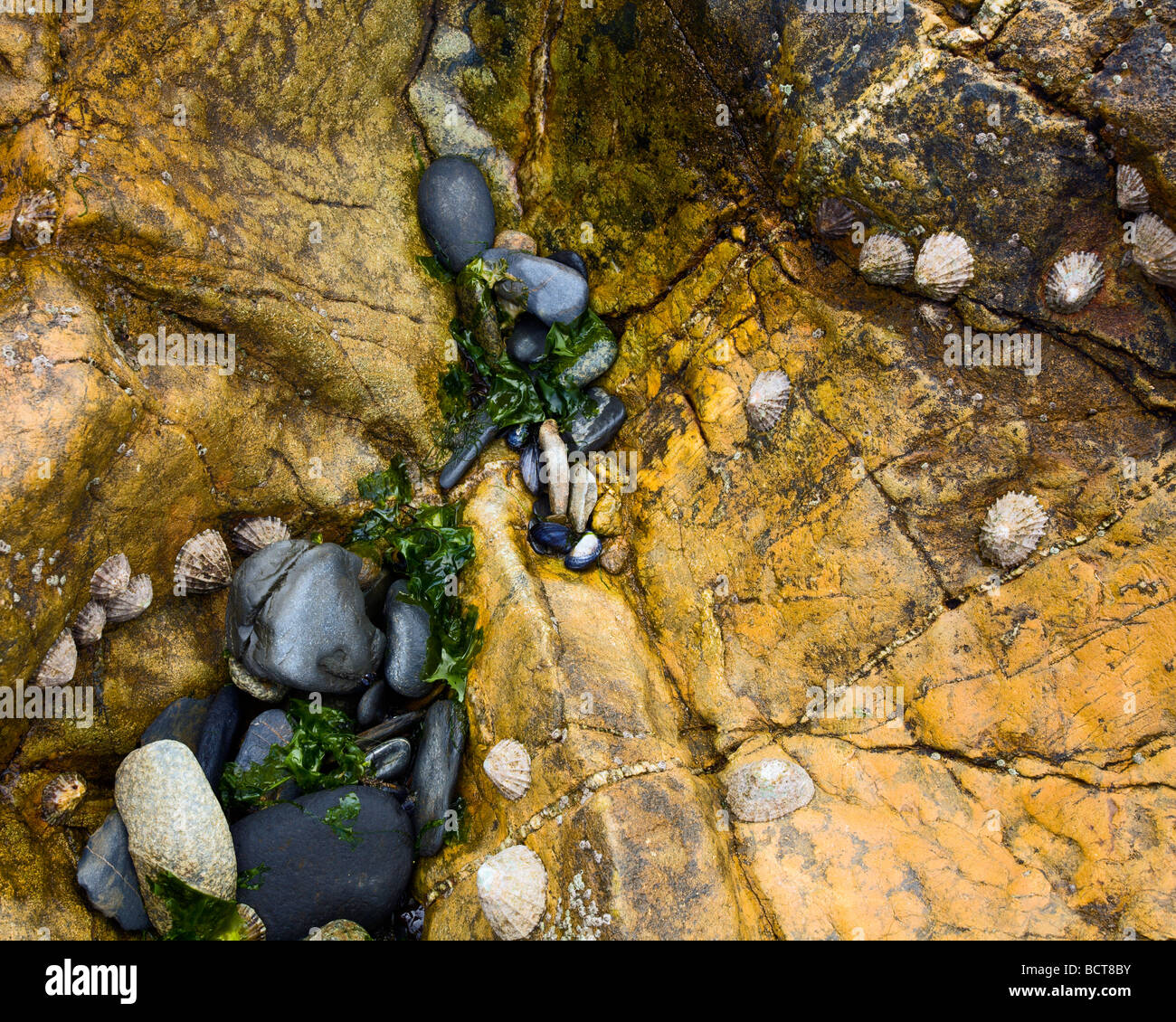 Limpets rocks and seaweed at Port Quin North Cornwall UK Stock Photo ...