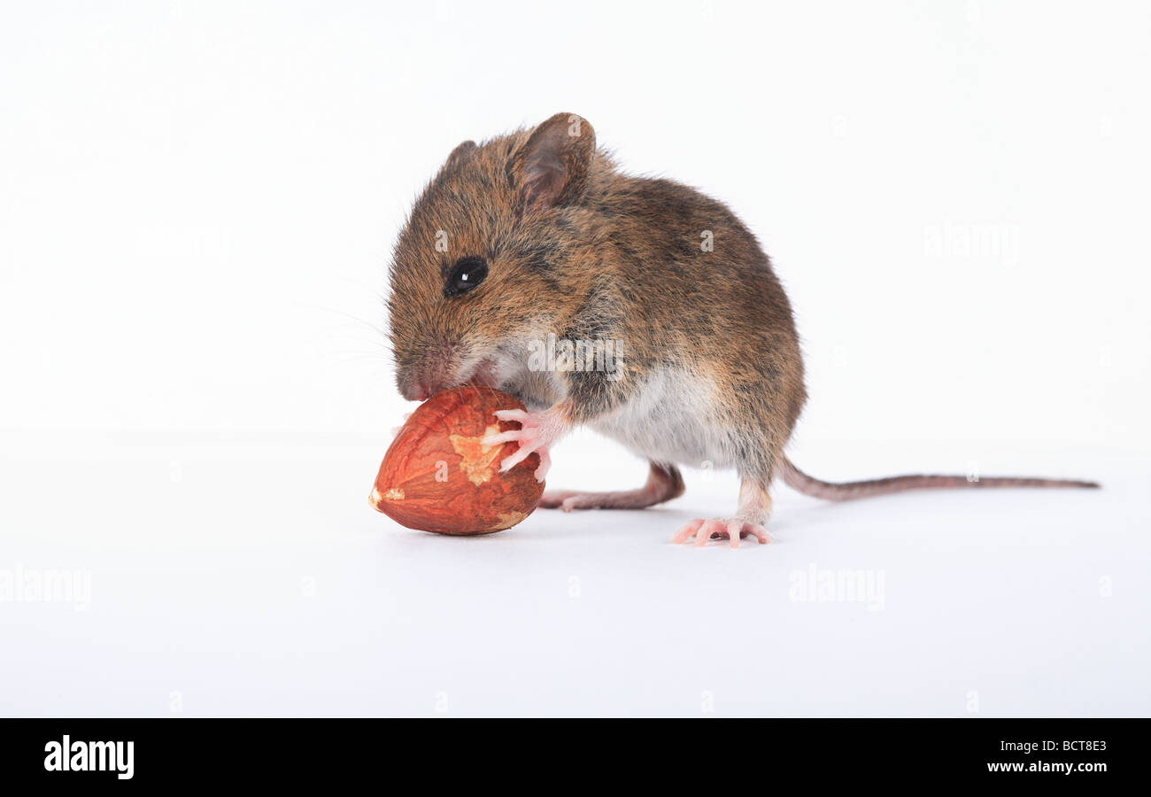 Mouse eating nut on white background Stock Photo - Alamy