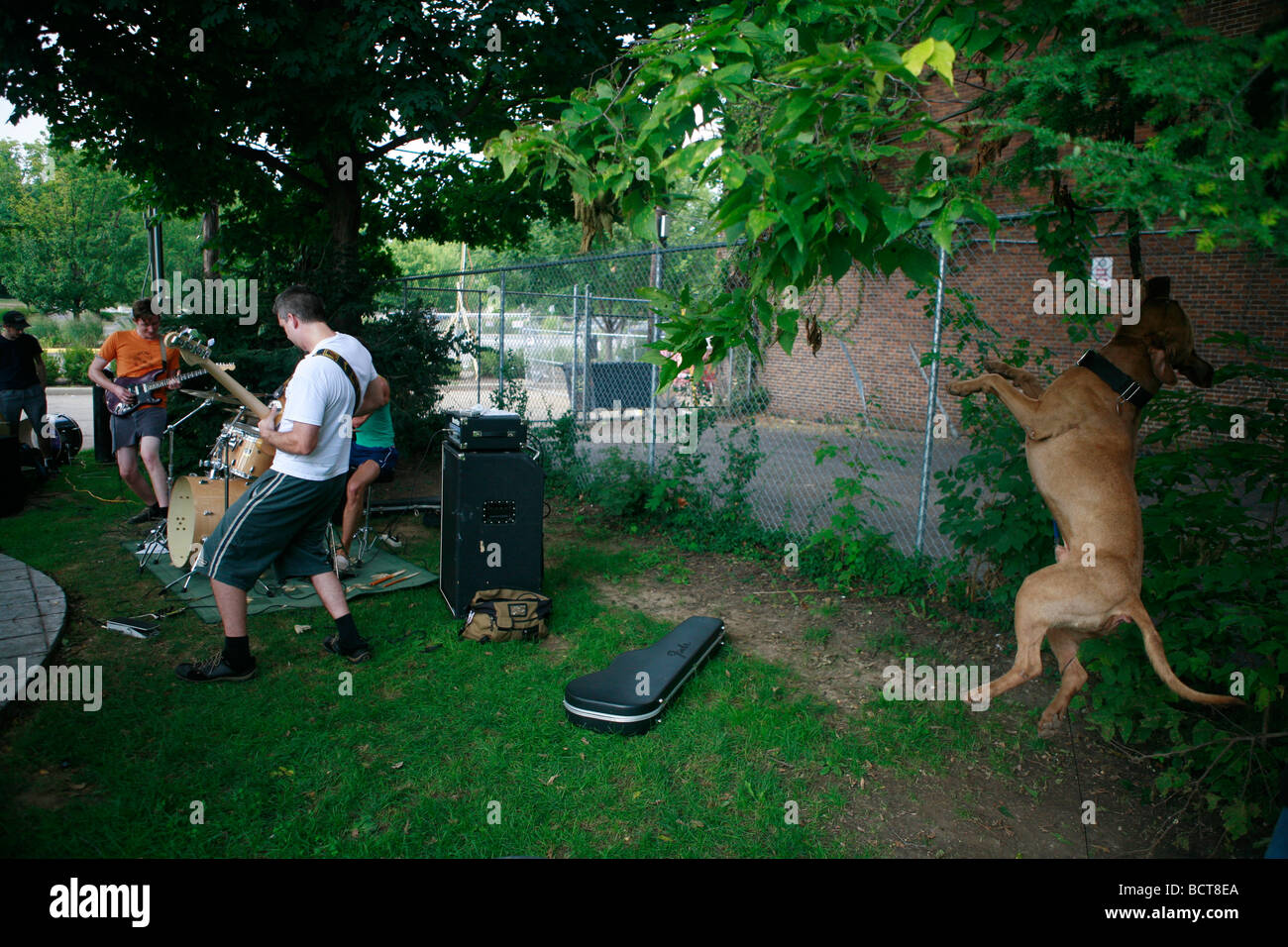 Punk tree hi-res stock photography and images - Alamy