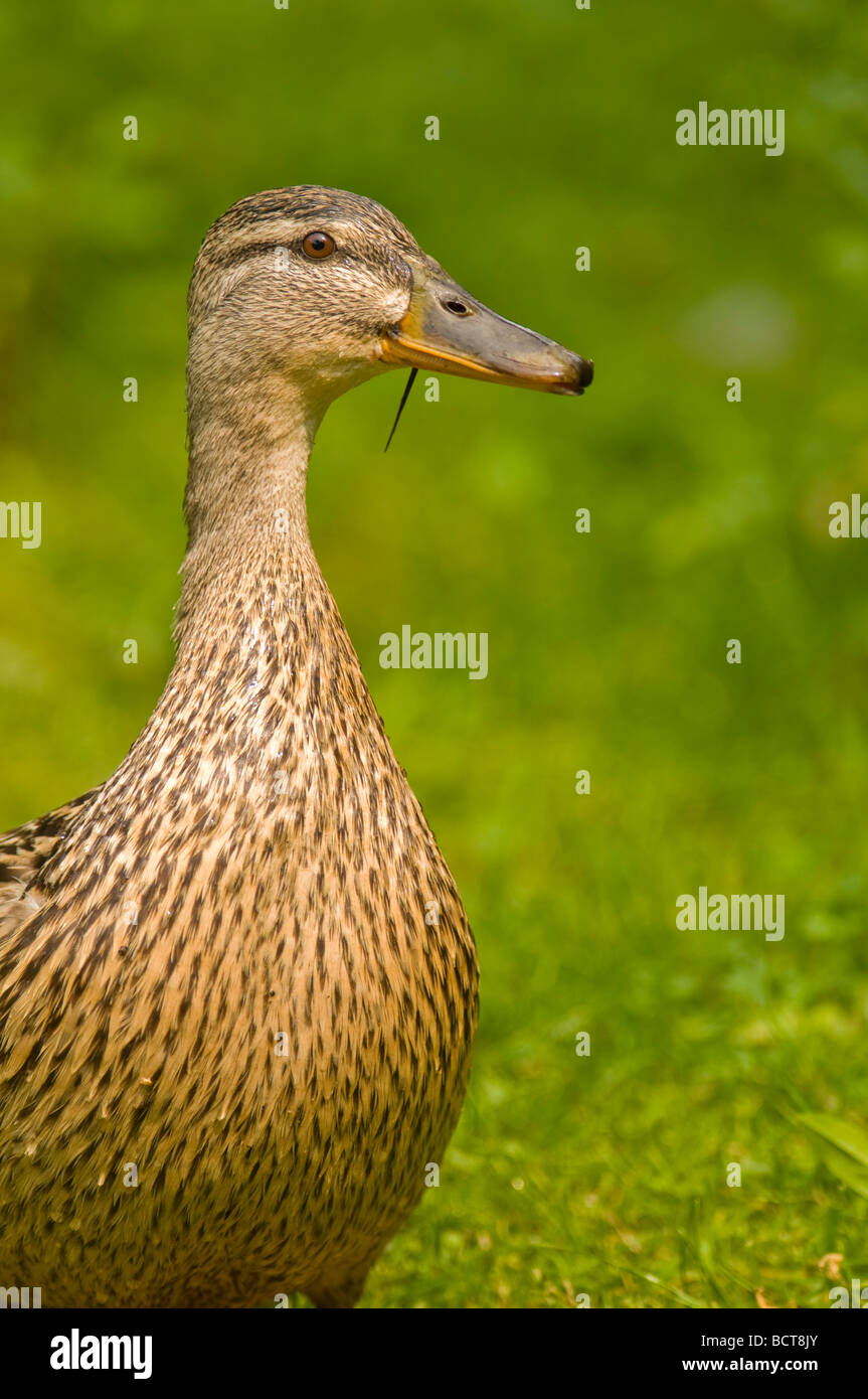 Malard duck hi-res stock photography and images - Alamy