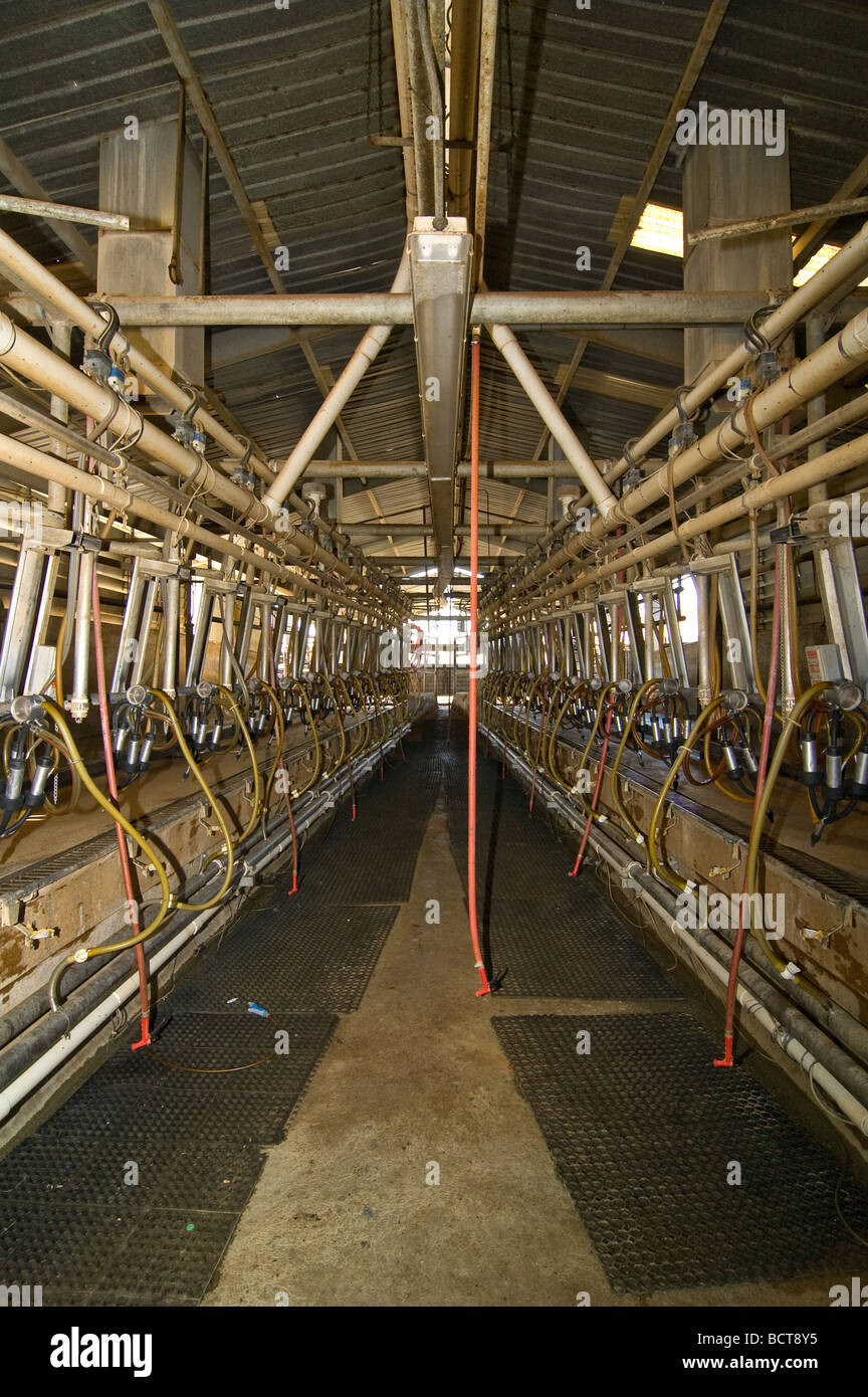 The inside of a dairy farm. This machinary is used to extract milk for ...