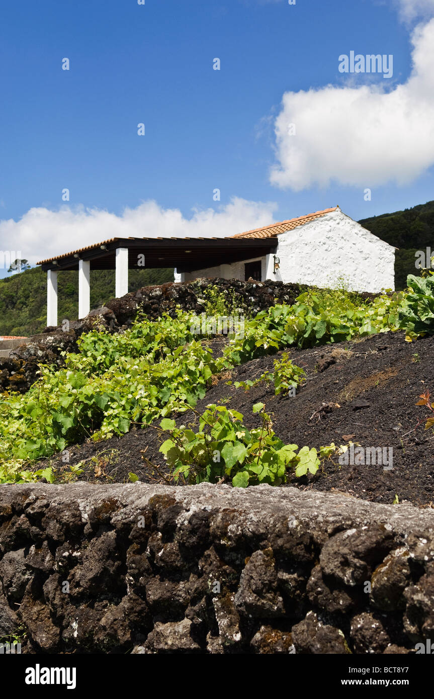 Traditional vineyard and house in Pico island Azores Portugal Stock ...