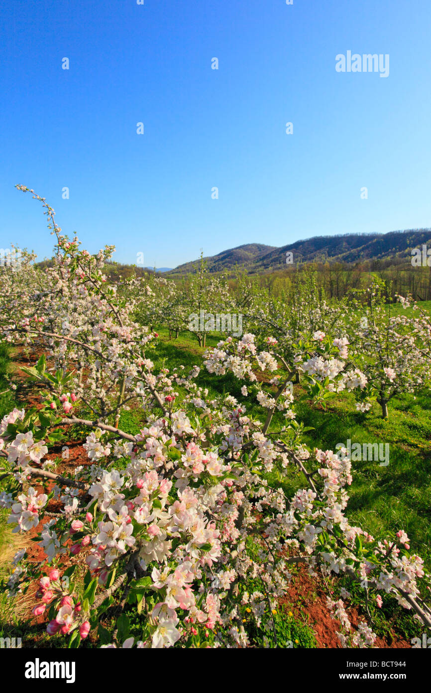 Apple orchard blooming hi-res stock photography and images - Alamy