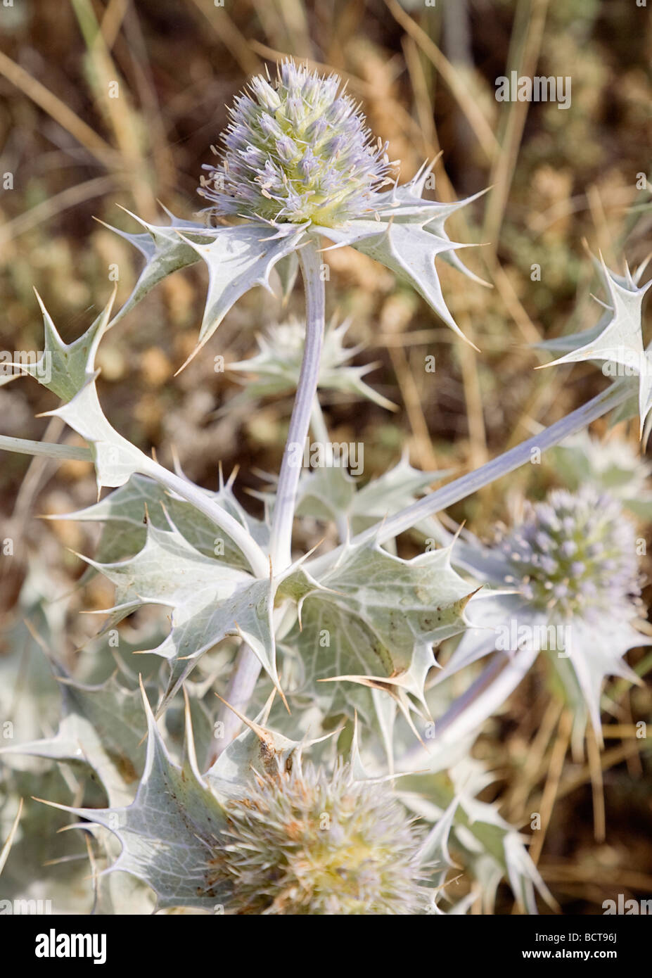 Marine flora hi-res stock photography and images - Alamy