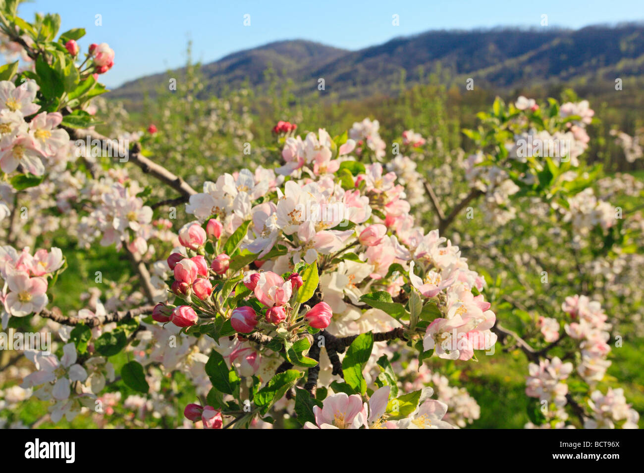 Apple Orchard Roseland Nelson County Virginia Stock Photo - Alamy
