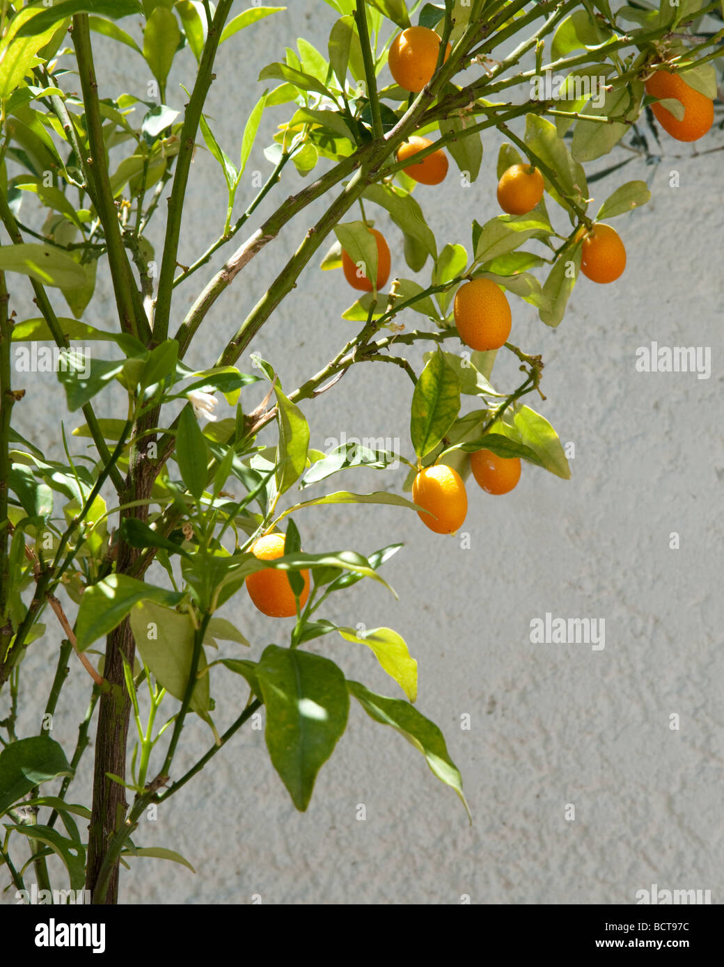 Kumquat tree hi-res stock photography and images - Alamy