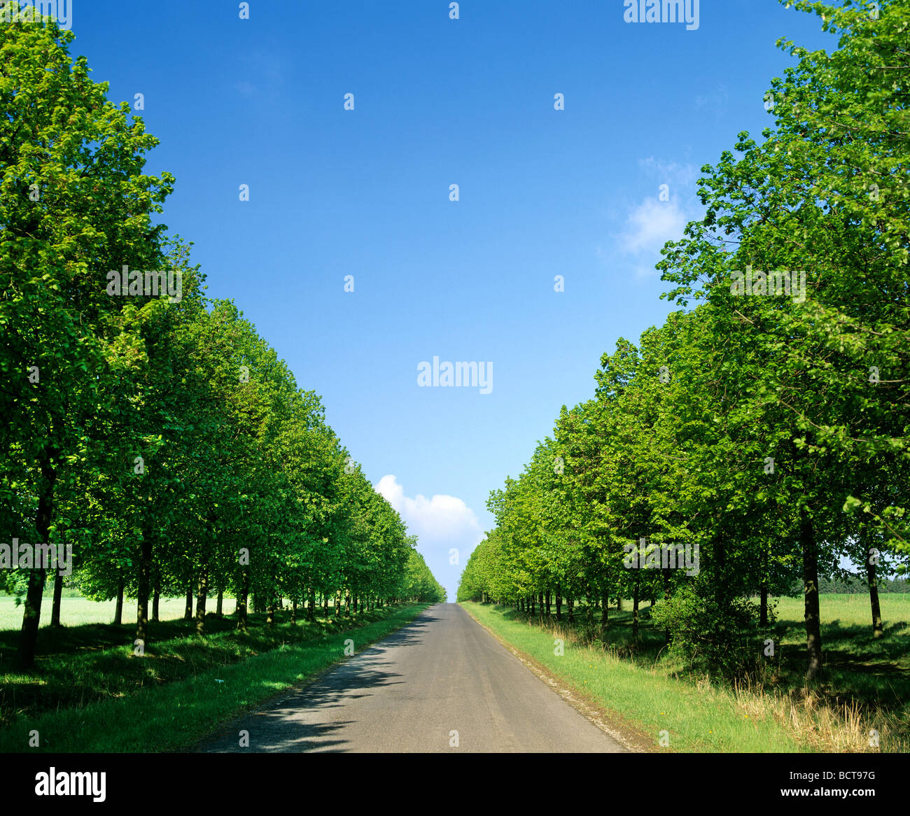 Lime-lined road in spring, Lime trees (Tilia), Germany, Europe Stock ...