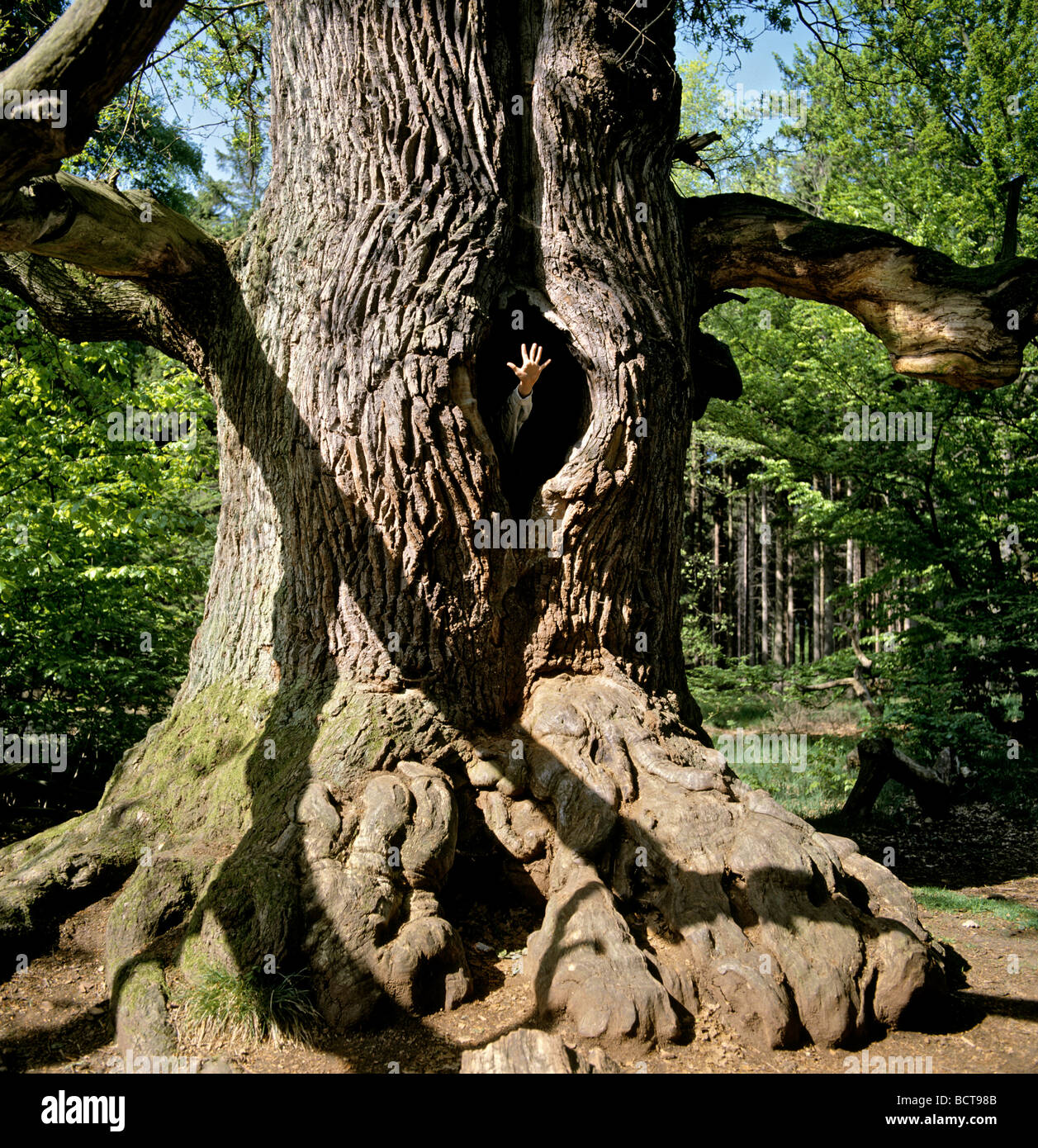 Gnarly Oak (Quercus), hand poking out of a hole in a tree trunk, detail ...