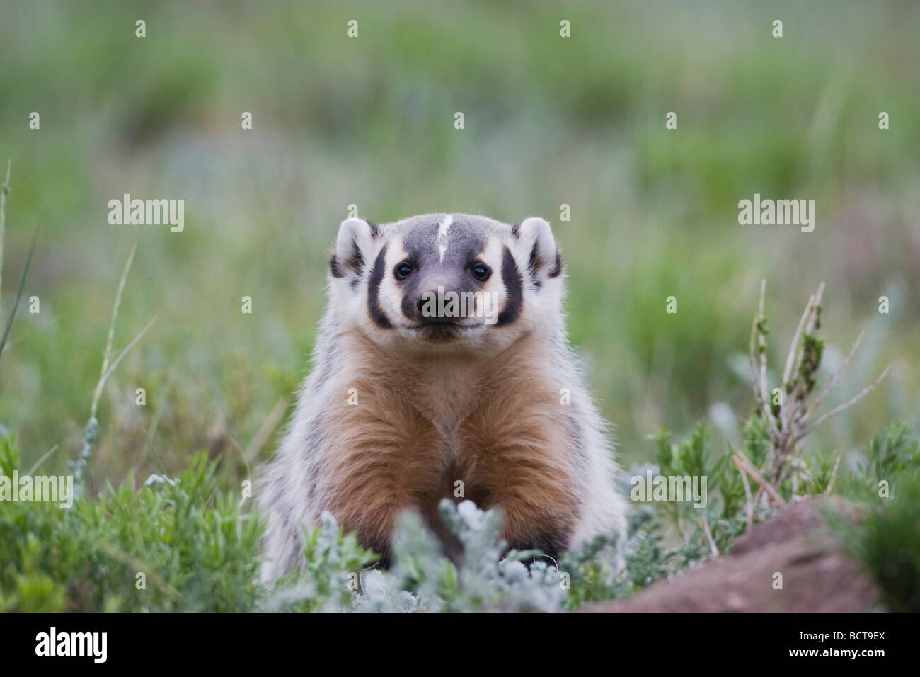 American Badger Taxidea taxus young at den Rocky Mountain National Park ...