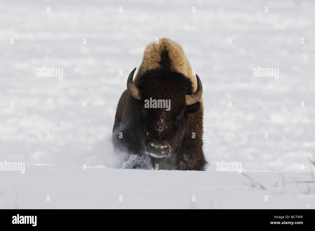 American Bison Buffalo Bison bison adult in snow Yellowstone National ...