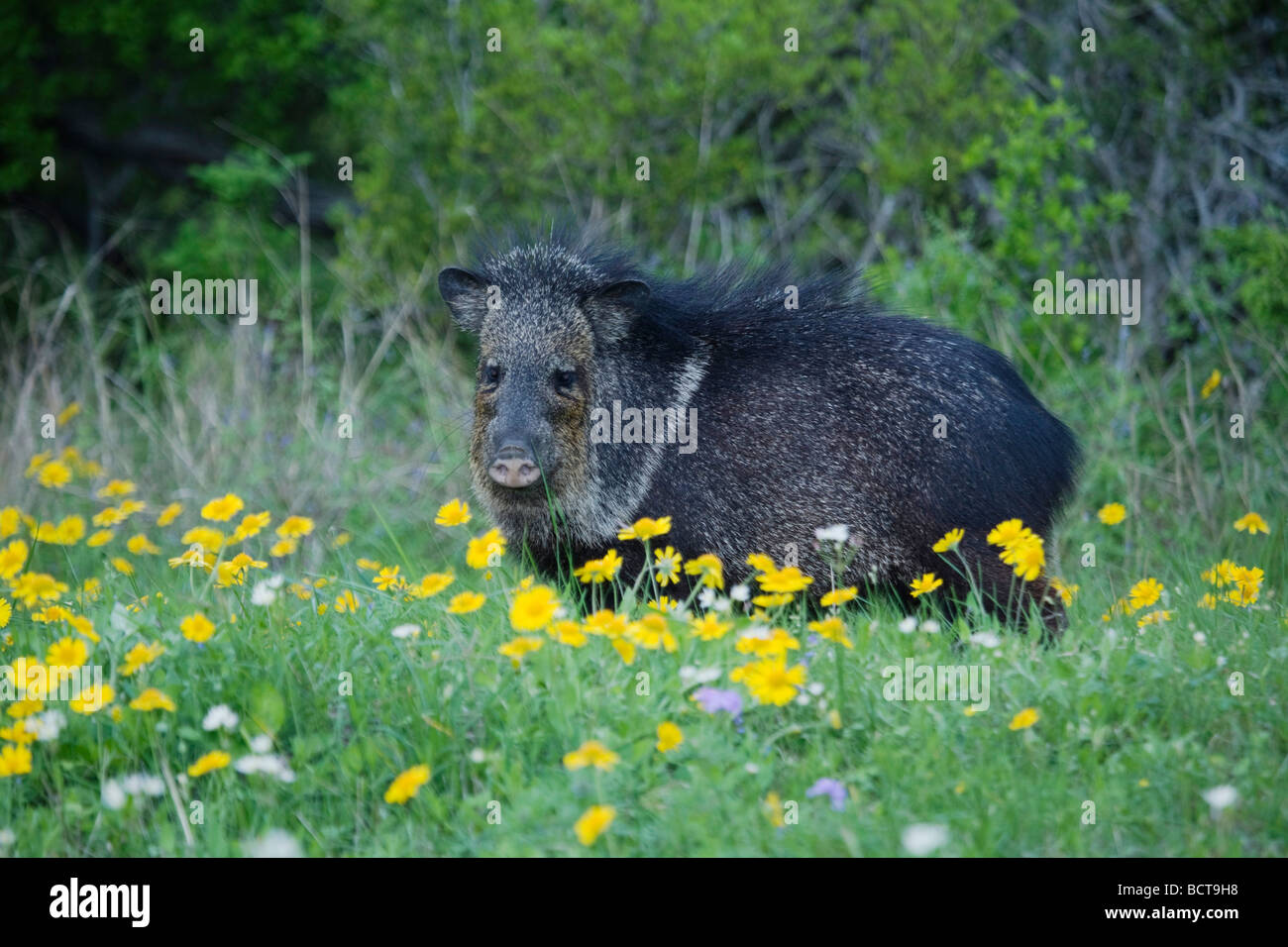Collared Peccary Javelina Tayassu tajacu adult in field of Huisache ...