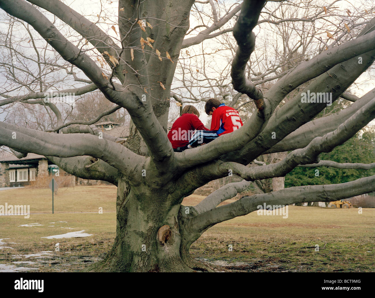 Two boys sitting in a tree Stock Photo - Alamy