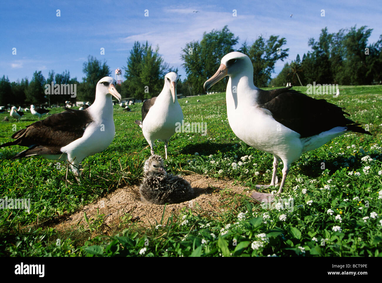 Albatross Midway Island NW Hawaii Stock Photo - Alamy