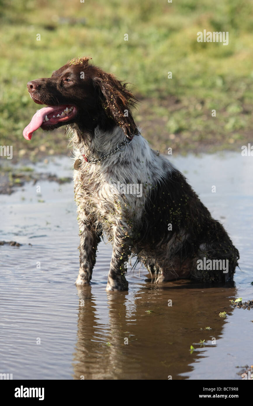 Working springer spaniels hi-res stock photography and images - Alamy