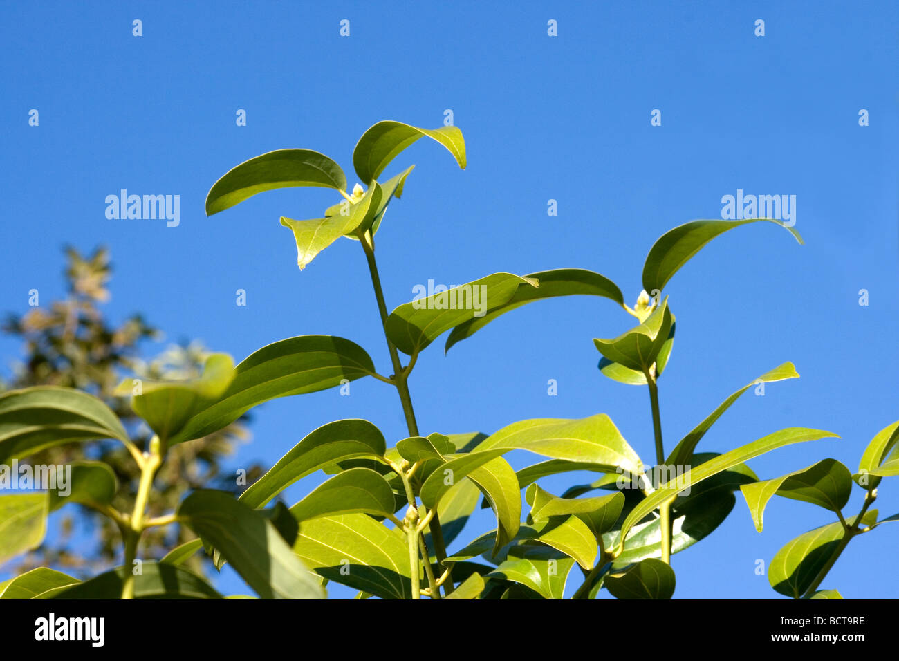 Cinnamon tree hi-res stock photography and images - Alamy