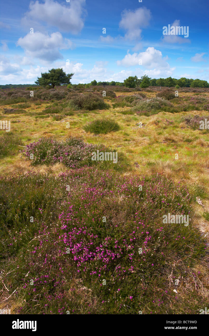 Westleton Heath on an early summer day, Suffolk Stock Photo - Alamy
