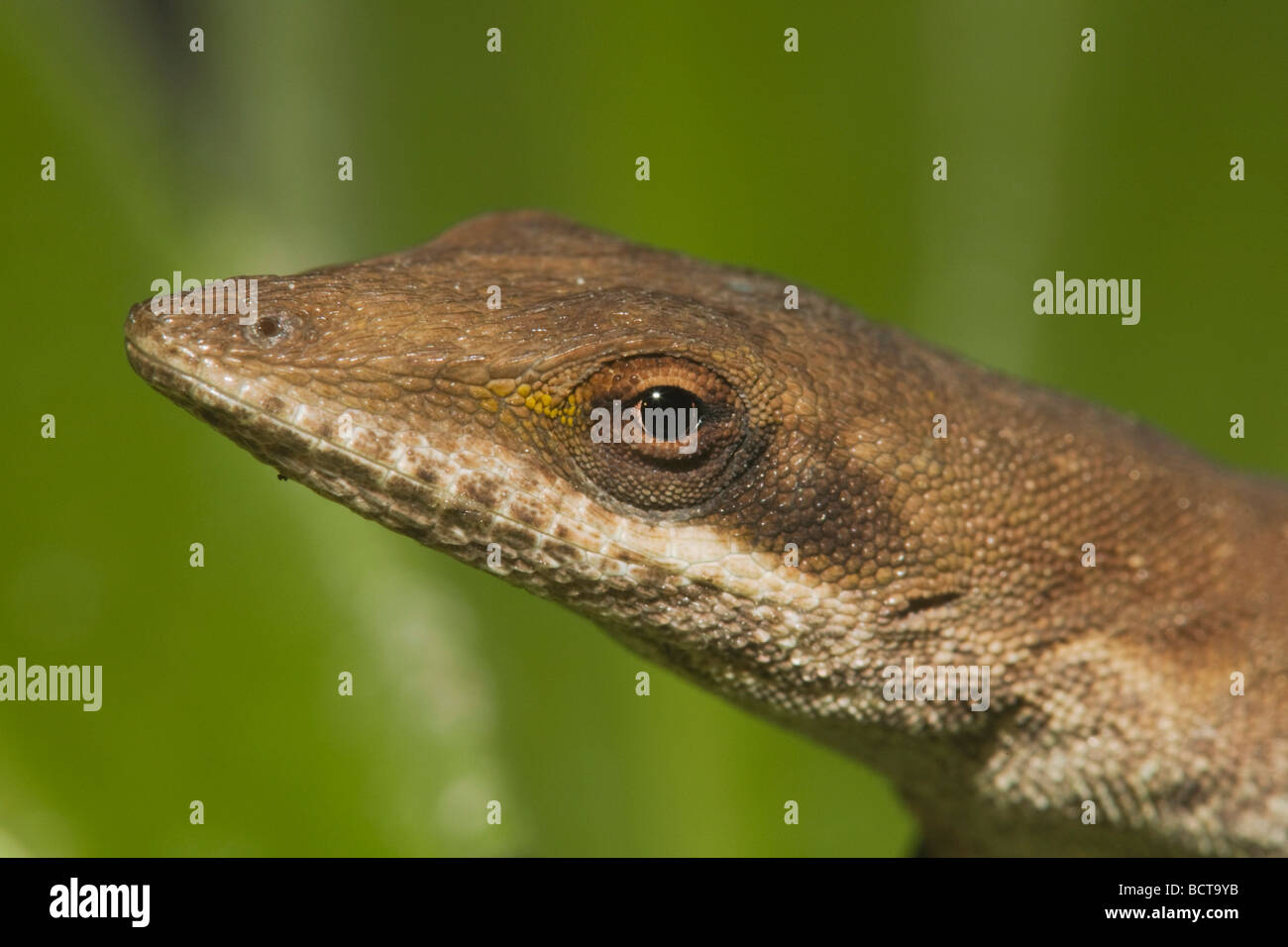 Anoles head hi-res stock photography and images - Alamy